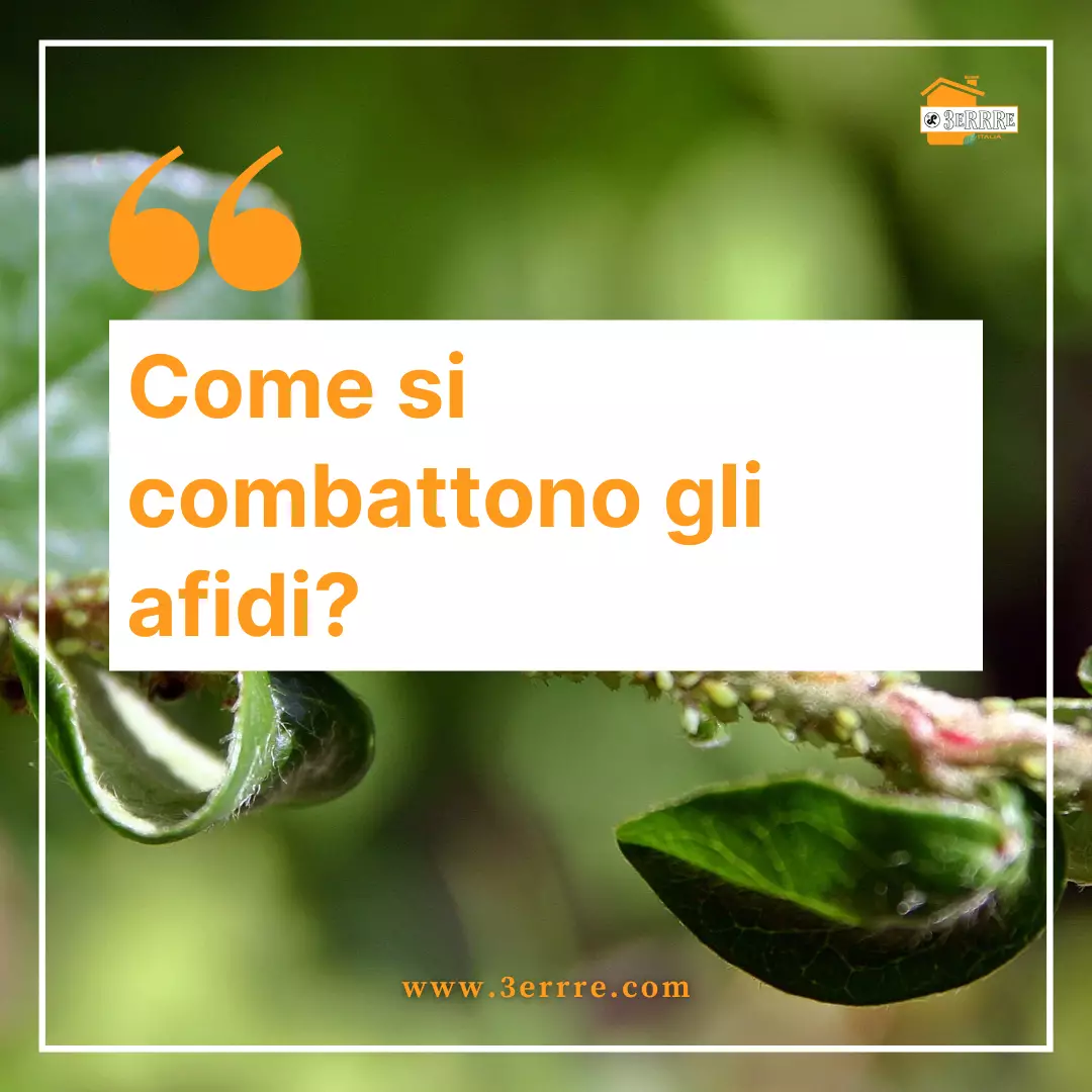 Come si combattono gli afidi?